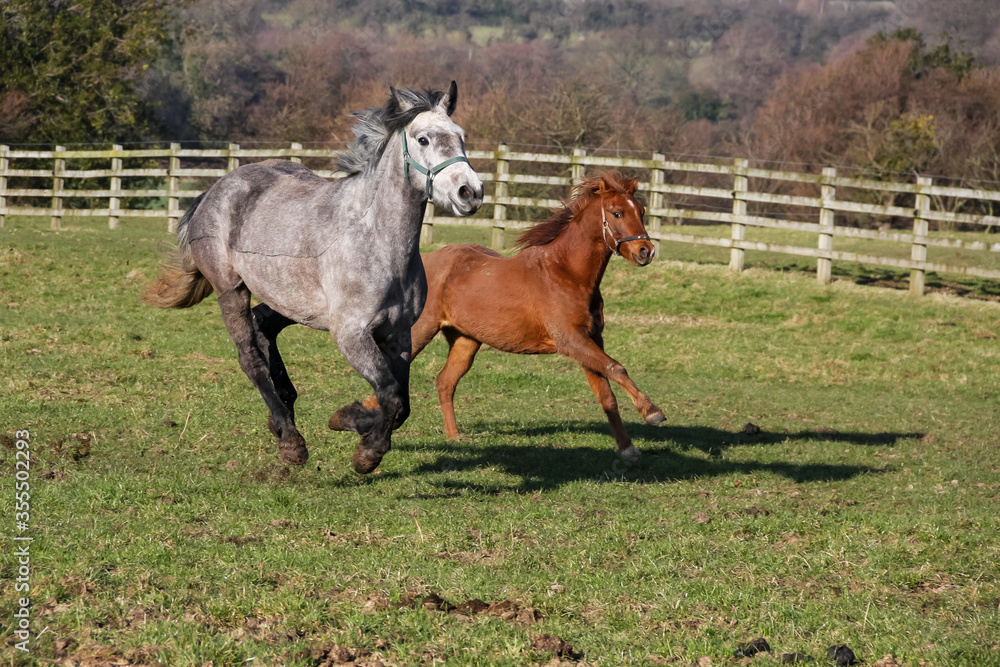 Large grey horse and a small chestnut pony race across their field ...