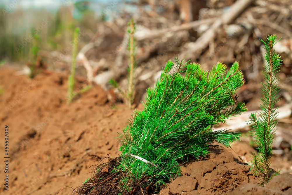 Spruce seedlings are connected in a bunch. Young trees are prepared for ...
