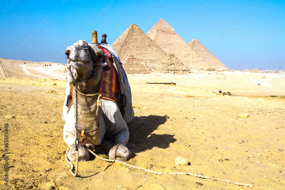 Camel in the desert at the Great Pyramid of Giza, UNESCO World Heritage ...