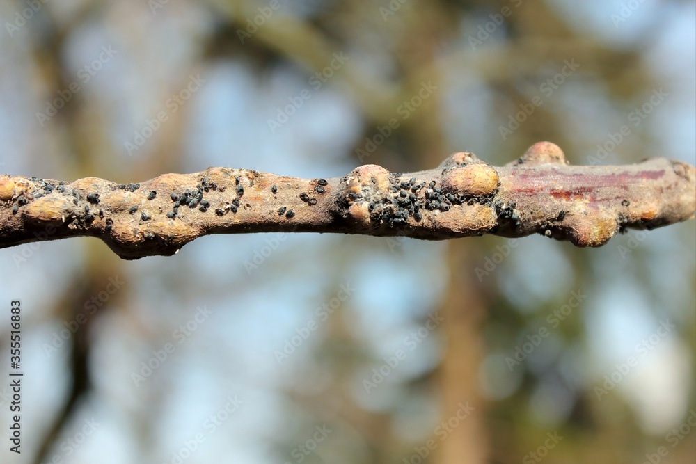 Characteristic damage to apple shoot caused by feeding by Woolly apple ...