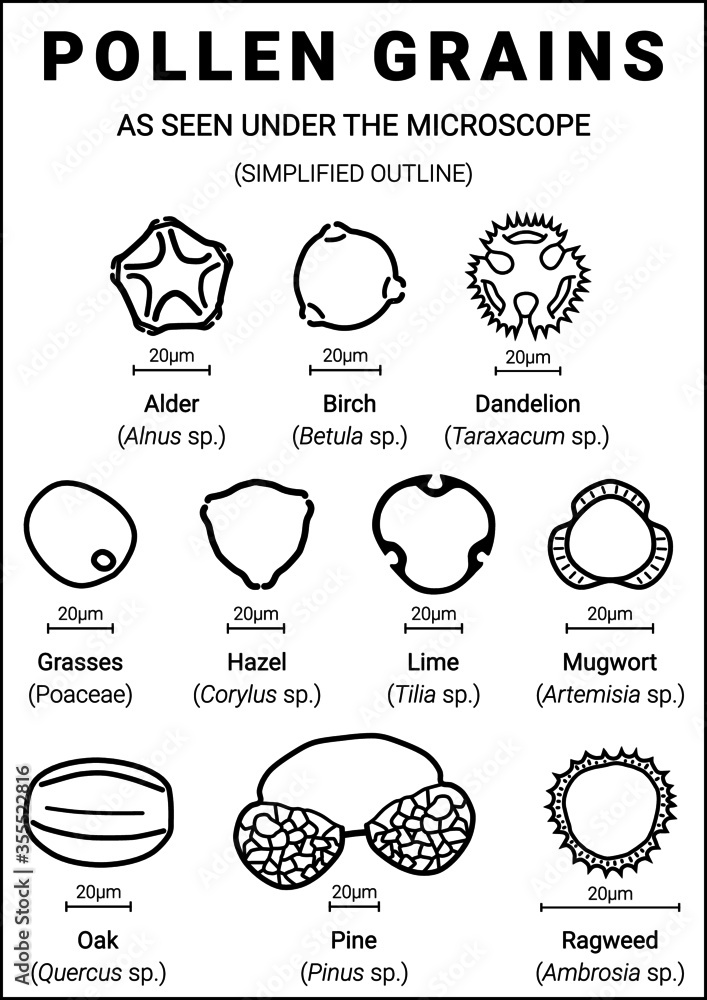 Outline of different pollen grains as seen under the microscope, with ...