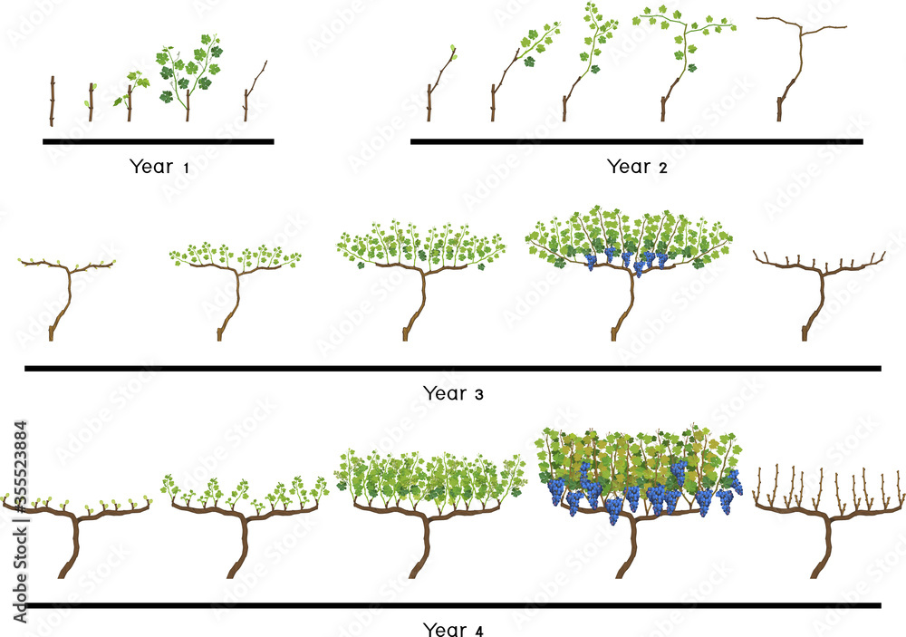 Life cycle of grapevine isolated on white background. Four year ...