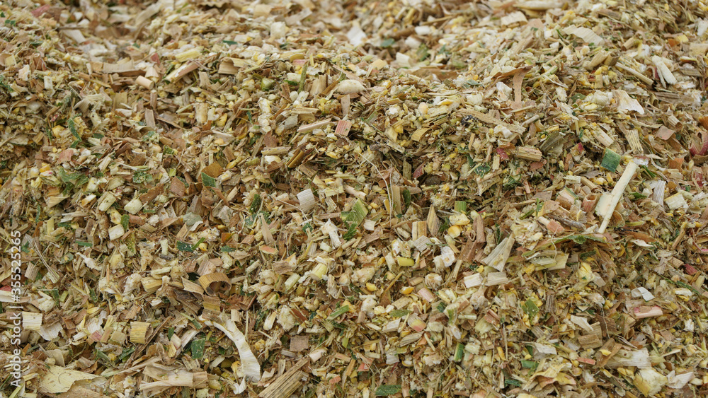 Closeup sectional view of fresh finely chopped maize plants and cracked ...