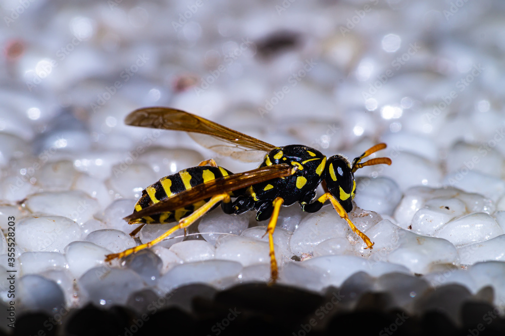 A wasp sits on an artificial stone floor. The Vespinae are a subfamily ...
