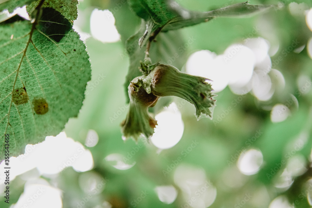 Turkish hazelnuts with own leaves,from Black Sea Region of Turkey new ...