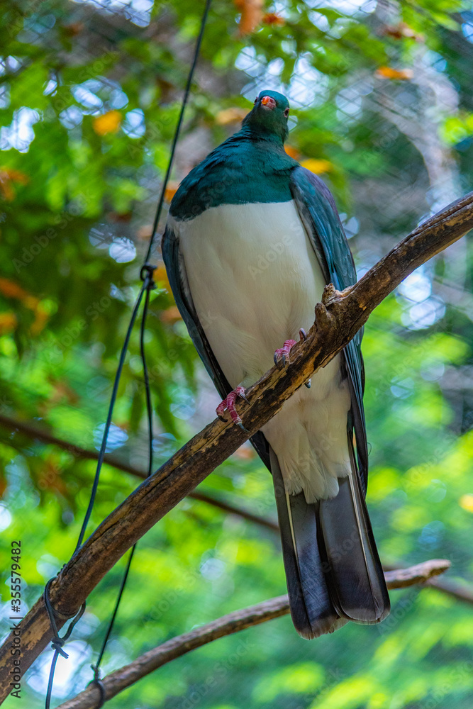 Kereru at Kiwi birdlife park in Queenstown, New Zealand Stock Photo ...