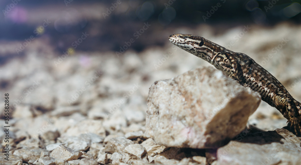 Common wall lizard basking on hot rocks. Podarcis muralis sunbathing on ...