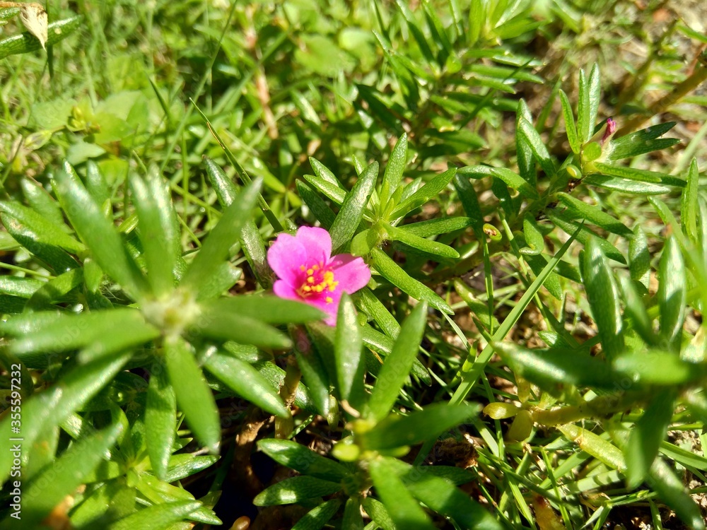 Portulaca grandiflora (rose moss, ten o clock, Mexican rose, moss rose ...