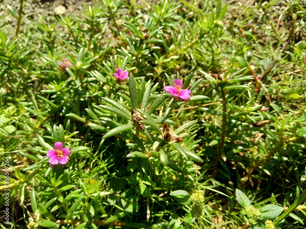 Portulaca grandiflora (rose moss, ten o clock, Mexican rose, moss rose ...
