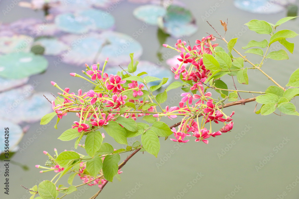Quisqualis Indica Leaf