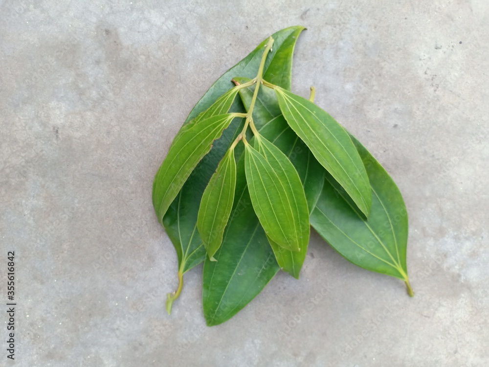 Bay Leaf (Tejpata) Images, Stock Photos. This photo is taken in india ...