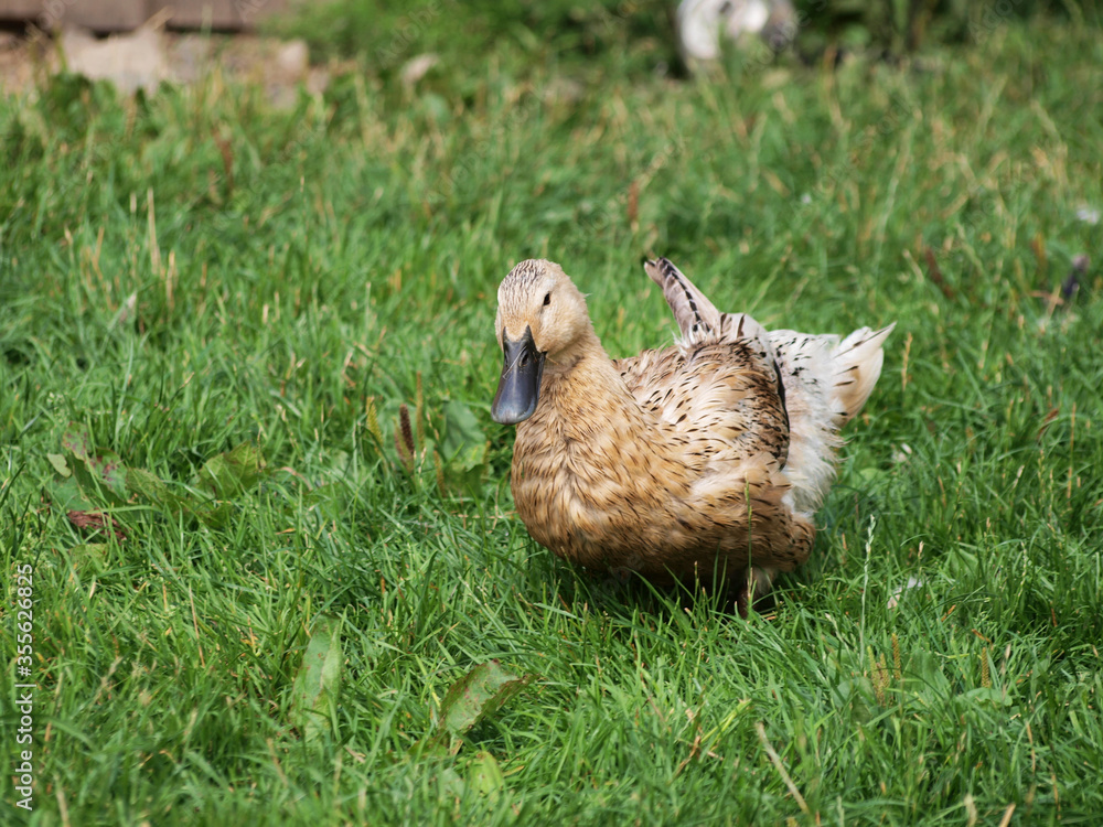(Anas Platyrhynchos Domesticus) Coureur indien, canard au plumage ...