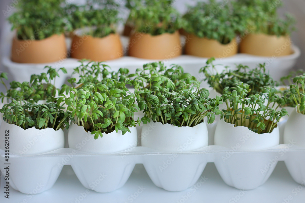 cress seedling in an egg. planting seedlings in eggshells and growing ...
