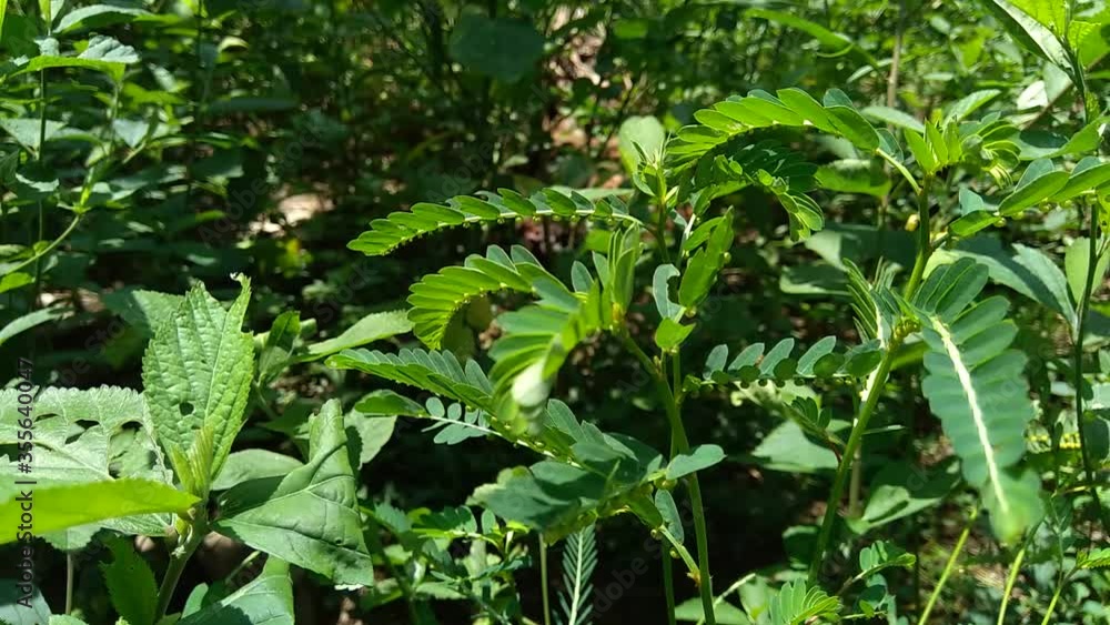 Phyllanthus urinaria (meniran, chamber bitter, gripeweed, shatterstone ...
