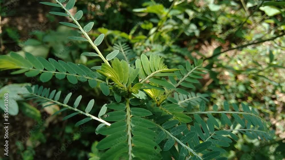 Phyllanthus urinaria (meniran, chamber bitter, gripeweed, shatterstone ...