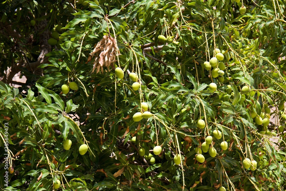 Mango trees grow in tropical and subtropical climates. Ripe fruits are ...