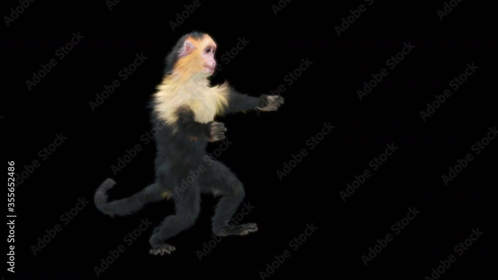 White-headed Capuchin, black monkey, monkeys Dance CG fur 3d rendering ...