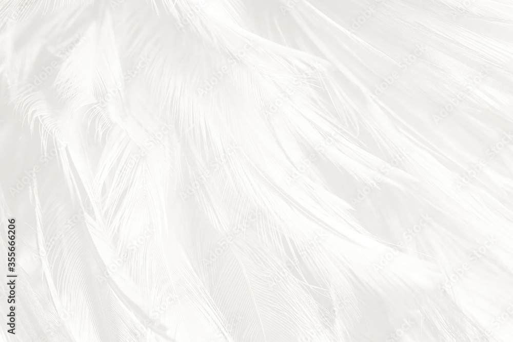 Beautiful white feather wooly pattern texture background Stock Photo ...