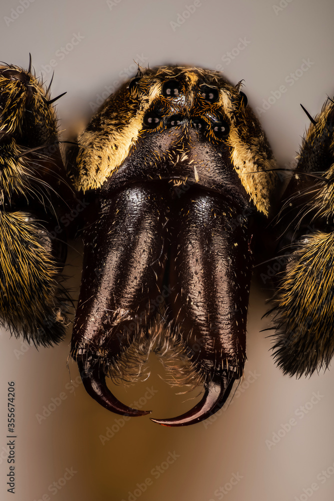 Focus Stacking Portrait of Thin-legged Wolf Spiders. Stock Photo ...