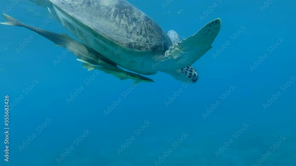 Sea Turtle with group of Remorafish under shell slowly swimming in the ...
