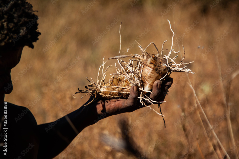 Poster wild potato picking in the kalahari – Wall Art | UkPosters