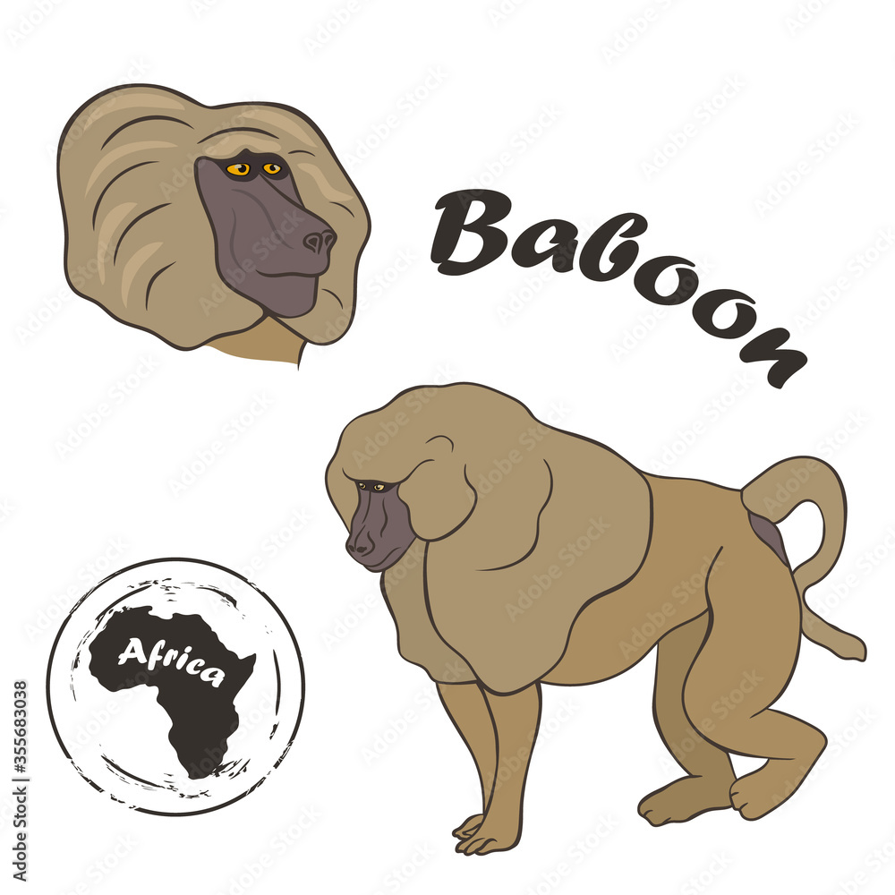 Baboon vector image isolated on white background. Yellow baboon in full ...