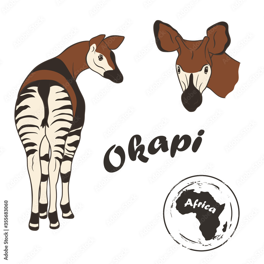 Okapi vector image isolated on white background. Forest giraffe in full ...
