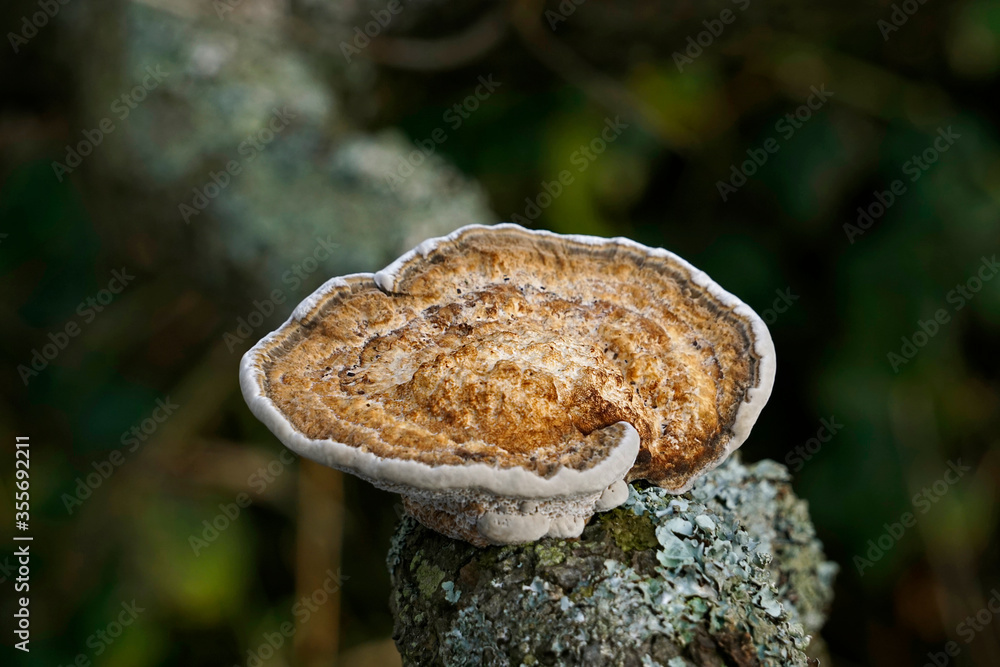 Artist’s Fungus, bracket or tree fungus, Ganoderma applanatum, growing ...