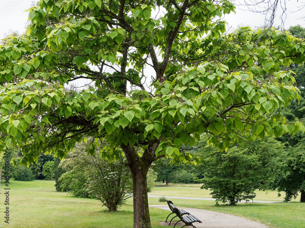 Catalpa bignonioides or southern catalpa, ornamental tree with a short ...