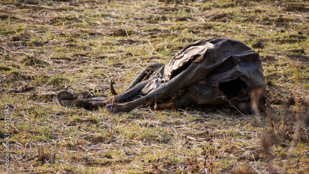 Death and dry body of buffalo laying on the field in hot summer day ...