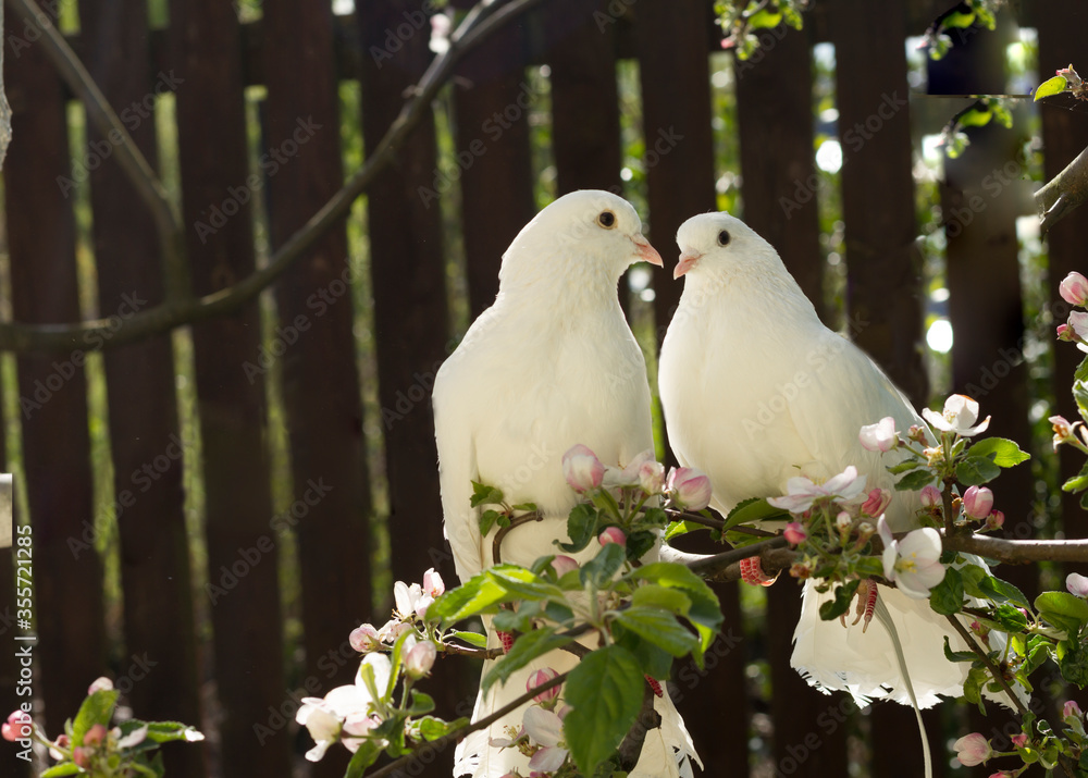 Two white doves with love. Valentine and Sweetest day concept. Couple ...