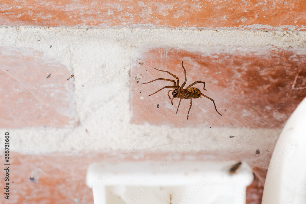 domestic or house spider, tegenaria domestica, inside the porch of a ...