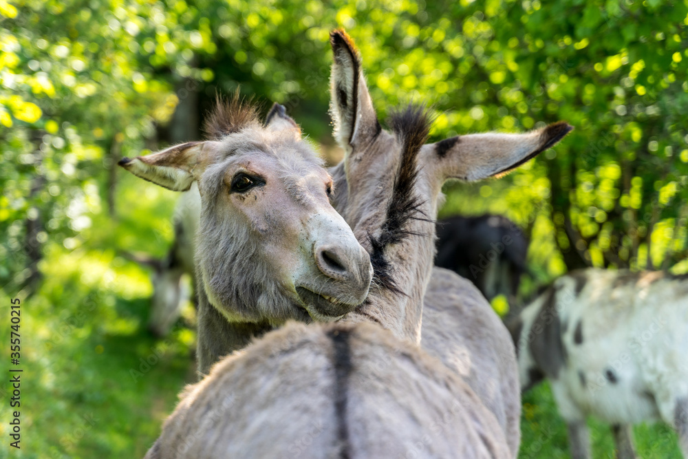 Two grey donkeys hug and kiss each other with their neck crossed ...