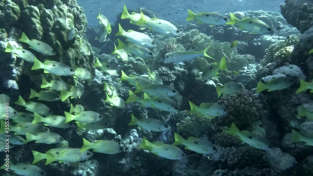 School of yellow tropical fish swim on coral reef background. Dory ...