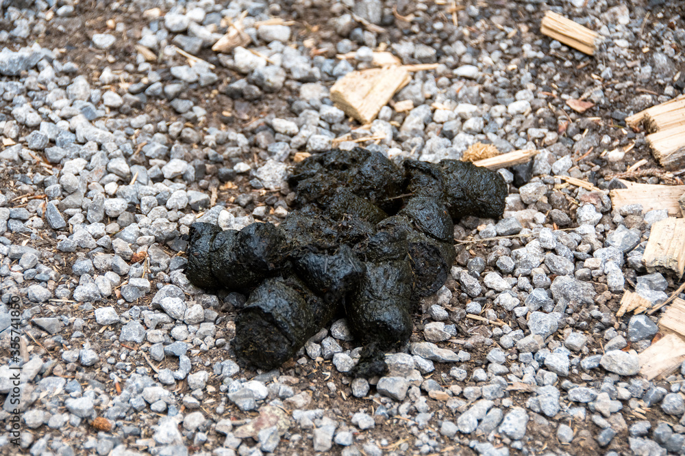 Brown bear (ursus arctos) poop photographed in early june on the ...