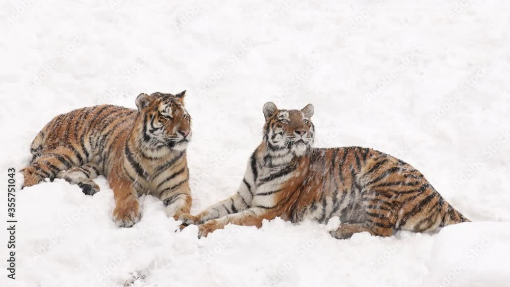 Siberian tiger couple lying in snow at blizzard. Tigress communicates ...