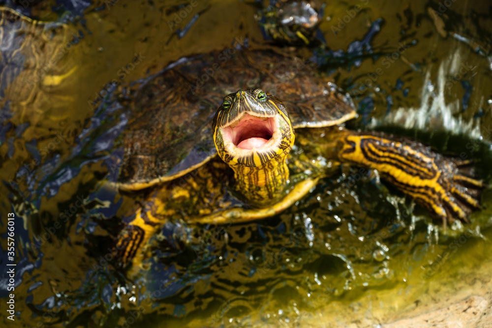 Hungry yellow-bellied slider turtle with open mouth waiting for food ...
