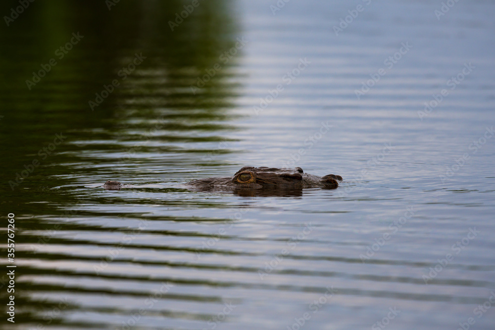 Dangerous crocodile head predator from the alligator family captured in ...