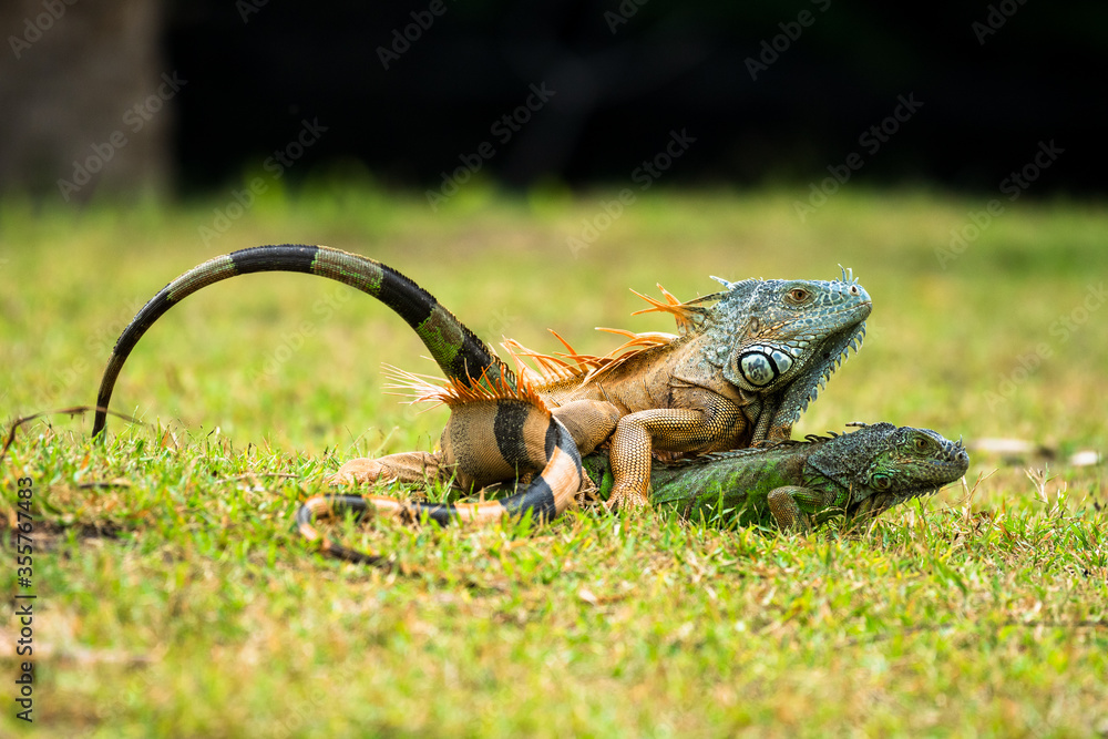 Two green iguanas captured during mating season. American iguanas ...