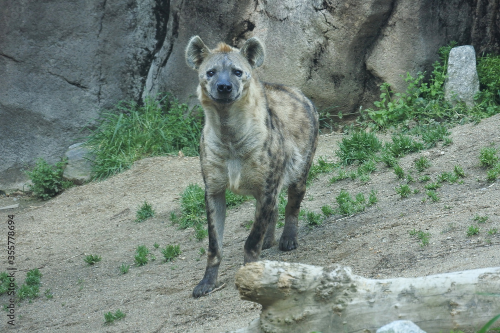 Male spotted hyena is looking into a camera facing front Stock Photo ...