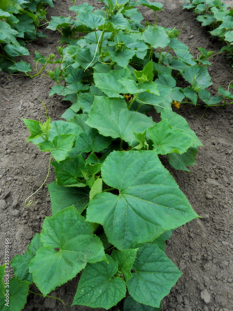 Growing cucumber plant (Cucumis sativus) in garden. Green young ...