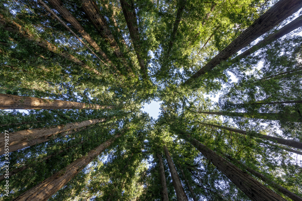 Cathedral Redwoods - Circle of Coast Redwoods at Henry Cowell Redwoods ...