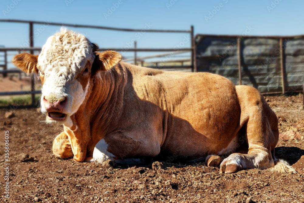 Young 3 year old red bull (cattle) full frontal facial portrait Stock ...