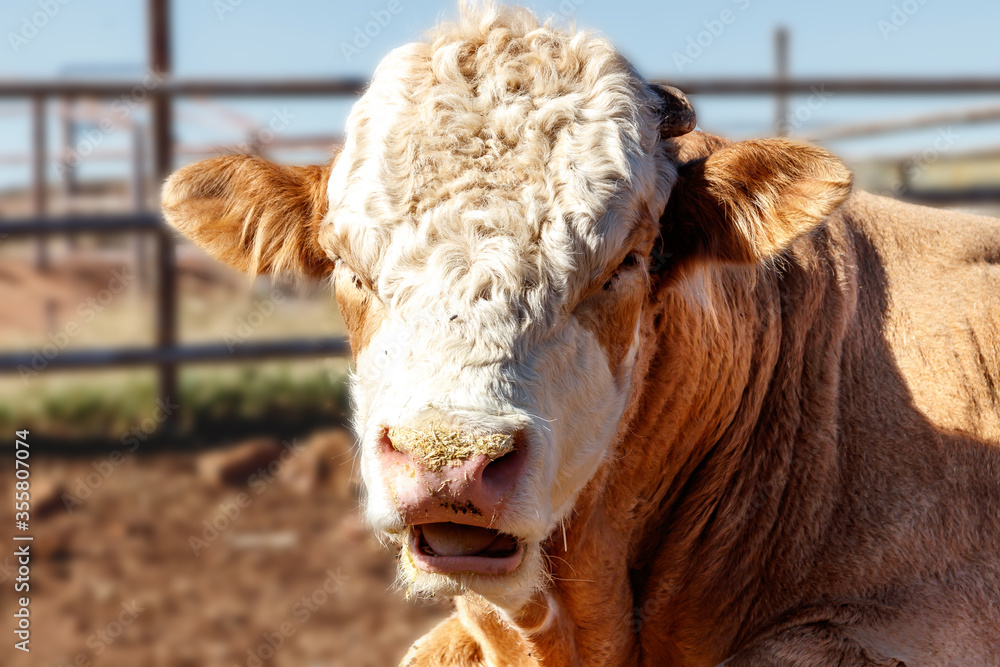 Young 3 year old red bull (cattle) full frontal facial portrait Stock ...
