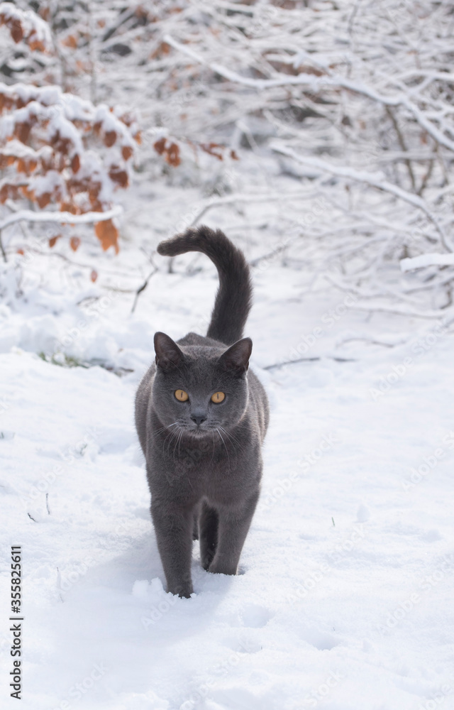 Chartreux cat, adorable, animal, animal themes, background, beautiful ...