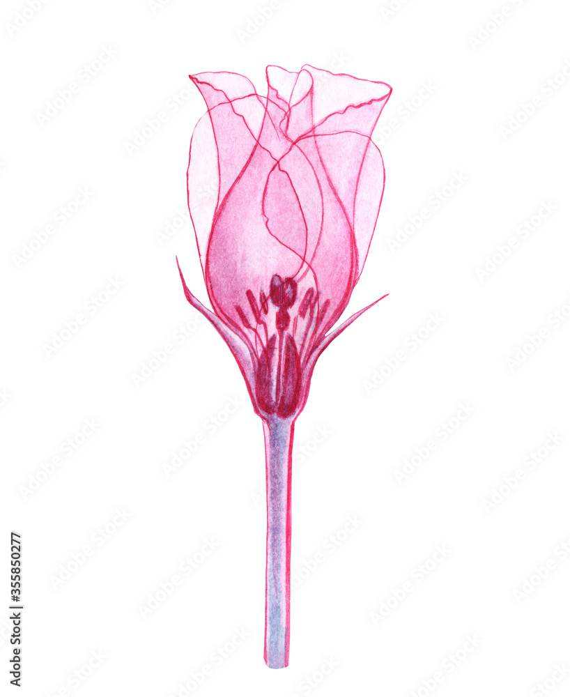 Transparent flowers of soft pink color drawn by hand in watercolor ...