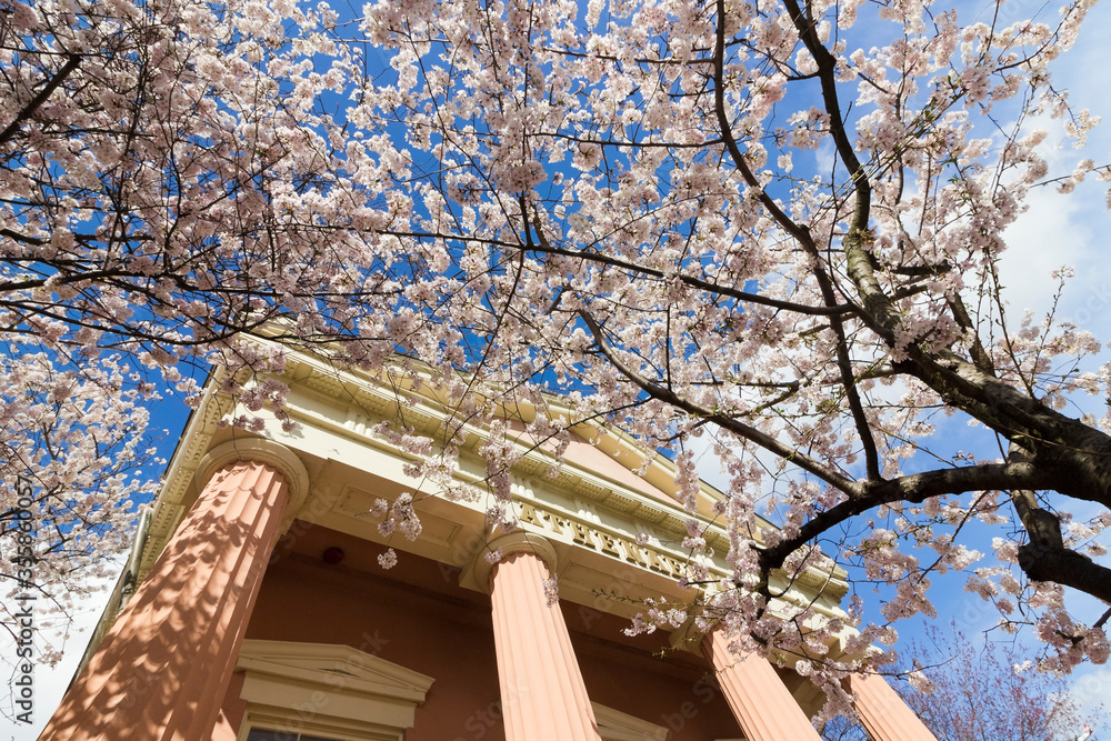 Foto de Greek Revival portico of the Athenaeum surrounded by cherry ...