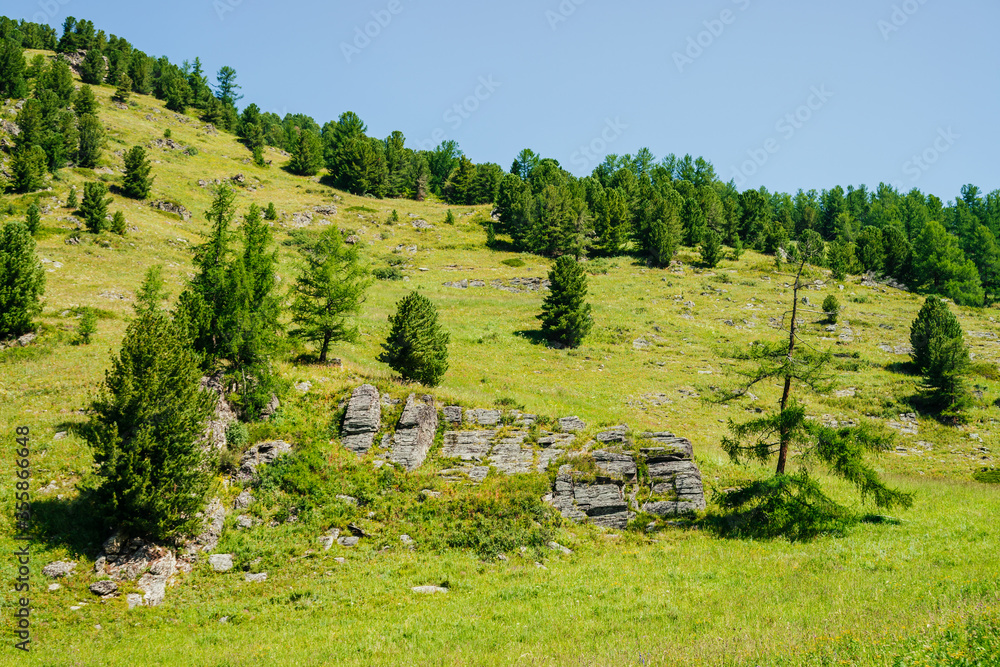 Wonderful view to beautiful green hill slope with coniferous trees and ...