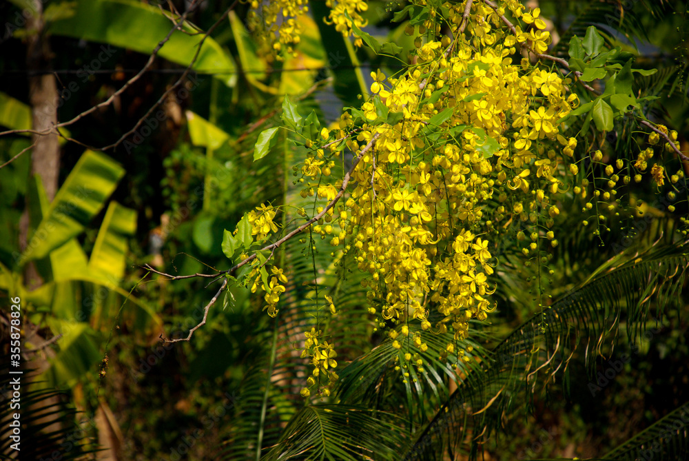 kani konna golden shower tree Cassia fistula Stock Photo | Adobe Stock