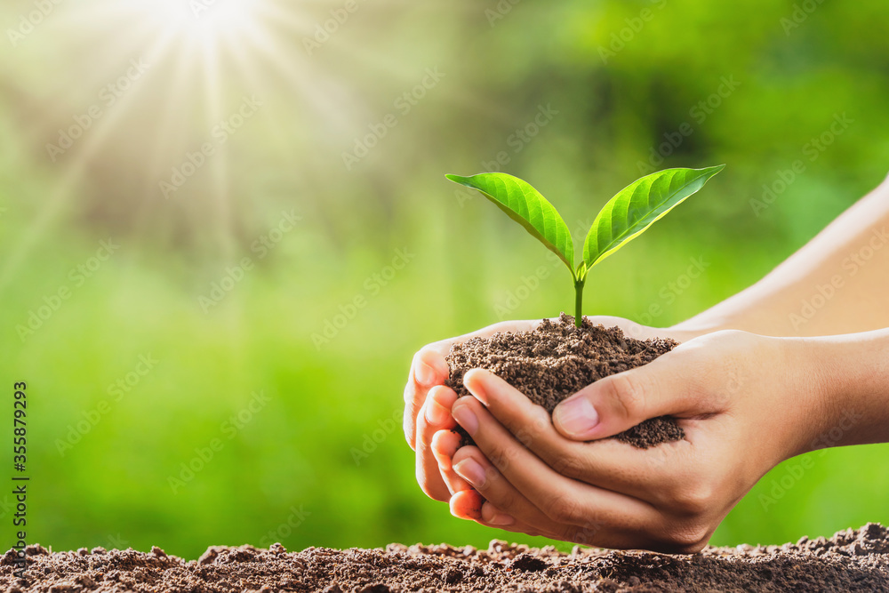 hand holding small tree for planting in gardren. concept eco ...